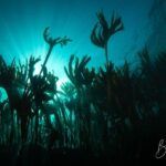 Double Scuba Dive on a Marine Reserve - The Experience from a Traveler’s Perspective