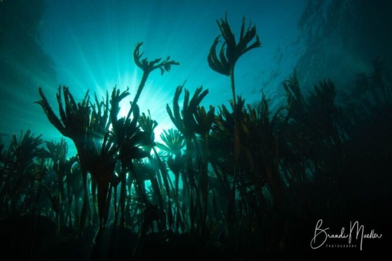 Double Scuba Dive on a Marine Reserve - The Experience from a Traveler’s Perspective