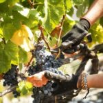 Douro Valley: Quinta de S. Luiz Winery Tour and Tasting - What You Can Expect from the Tour