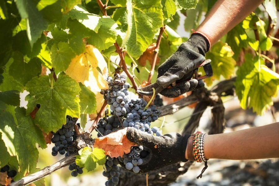 Douro Valley: Quinta de S. Luiz Winery Tour and Tasting - What You Can Expect from the Tour