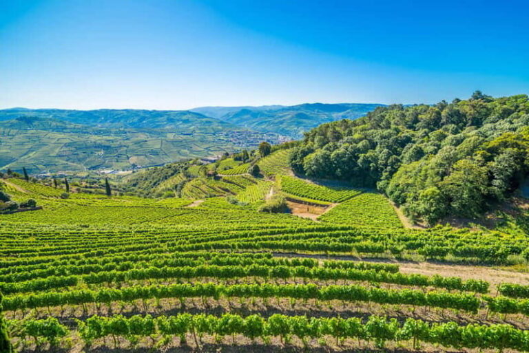 Douro: Visit And Walk Through The Vineyards And Woods - Who Will Love This Tour