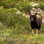 Dovrefjell National Park: Hiking Tour and Musk Ox Safari - Behind the Scenes: The Experience Package