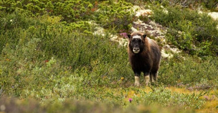 Dovrefjell National Park: Hiking Tour and Musk Ox Safari - Behind the Scenes: The Experience Package