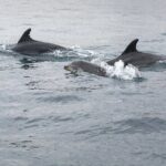 Dreamer Cave and Dolphins Boat Tour with Transport from Albufeira - Experience Overview: From Land to Sea