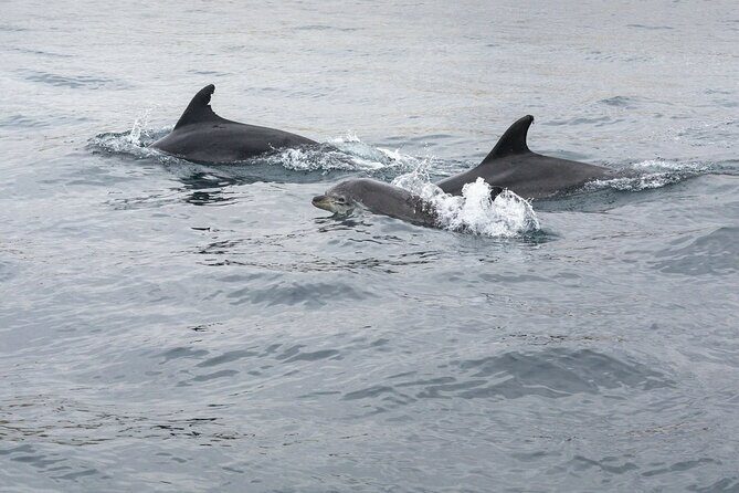 Dreamer Cave and Dolphins Boat Tour with Transport from Albufeira - Experience Overview: From Land to Sea