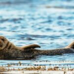 Dublin: Howth Coastal Boat Tour - Exploring Ireland’s Eye and the Coastline