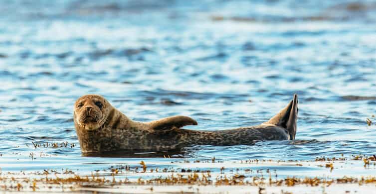 Dublin: Howth Coastal Boat Tour - Exploring Ireland’s Eye and the Coastline