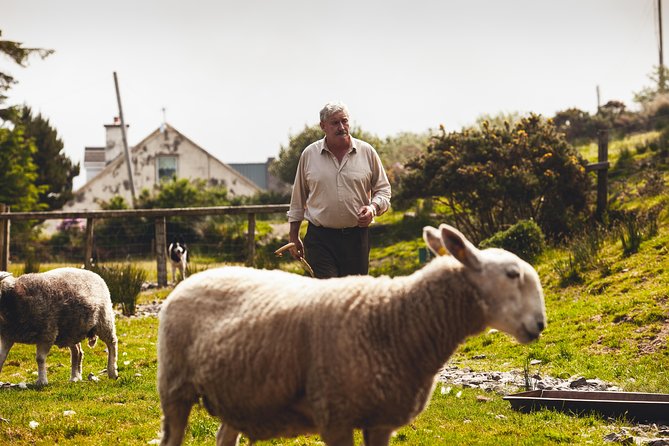 Dublin to South West 5 Day Small-Group Tour with Accommodation - Discover the Best of Ireland’s West Coast on a 5-Day Small-Group Tour