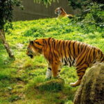 Dublin Zoo: Skip-the-Line Tickets with Private Transfers - Timing & Itinerary