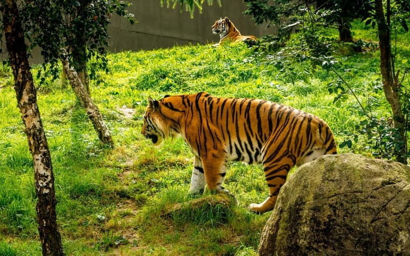 Dublin Zoo: Skip-the-Line Tickets with Private Transfers - Timing & Itinerary