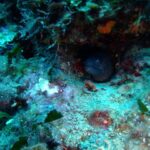 Dubrovnik: 1-Day Diving Package - What You Can Expect on the Day