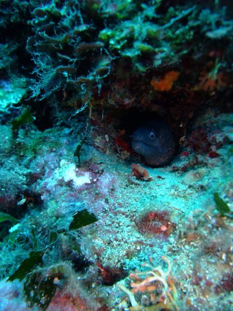 Dubrovnik: 1-Day Diving Package - What You Can Expect on the Day