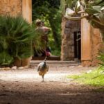 Dubrovnik: Game of Thrones&Lokrum Island Walking Tour - What You Can Expect During the Tour