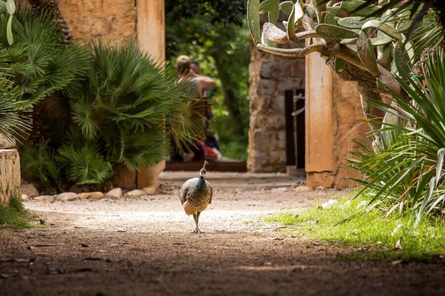 Dubrovnik: Game of Thrones&Lokrum Island Walking Tour - What You Can Expect During the Tour
