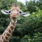 Dunstable: Whipsnade Zoo Full-Day Entrance Ticket - Cost and Value Analysis