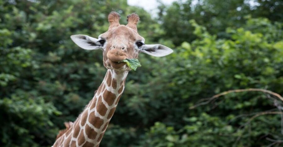Dunstable: Whipsnade Zoo Full-Day Entrance Ticket - Cost and Value Analysis