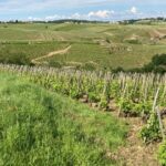 DUO PARENTS CHILDREN WINE CÔTE-RÔTIE TOUR VISIT - What Makes This Tour Stand Out?