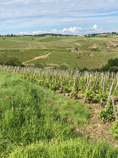DUO PARENTS CHILDREN WINE CÔTE-RÔTIE TOUR VISIT - What Makes This Tour Stand Out?