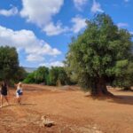 E-Bike Tour in Ostuni. Huge olive trees and a rock village - The Itinerary in Detail