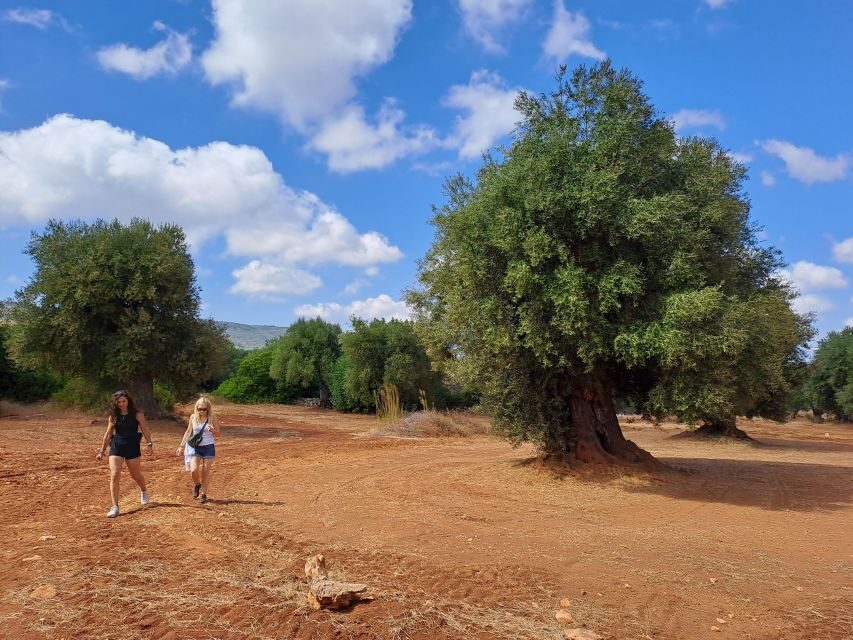 E-Bike Tour in Ostuni. Huge olive trees and a rock village - The Itinerary in Detail