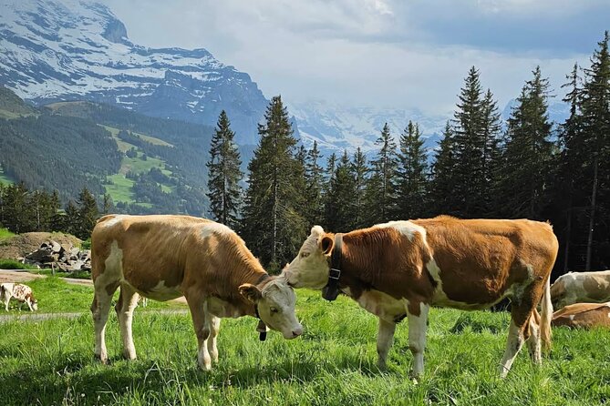 Easy countryside tour in Swiss Alps - kids friendly - An Honest Look at the Easy Countryside Tour in Swiss Alps