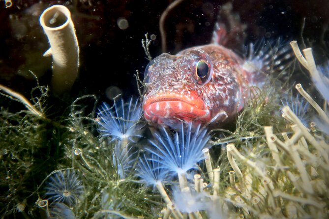 Eco - Try Dive - Introduction: A Fresh Take on Underwater Exploration