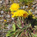 EDIBLE SPONTANEOUS PLANTS - The Practical Side: Costs, Accessibility, and Tips