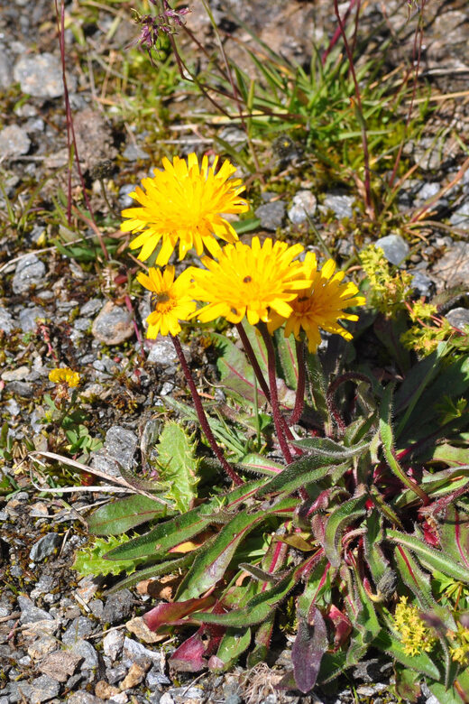 EDIBLE SPONTANEOUS PLANTS - The Practical Side: Costs, Accessibility, and Tips