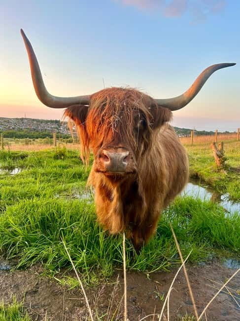Edinburgh: Highland Cow, Blackness Castle, and Cake Tour - Meeting the Highland Coos