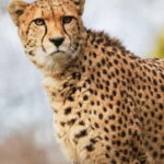 Edinburgh: Late Night Edinburgh Zoo Entry Ticket - Authentic Voices and Experiences