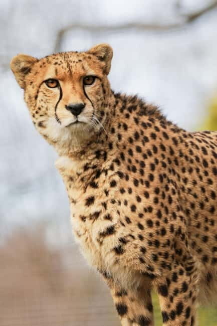 Edinburgh: Late Night Edinburgh Zoo Entry Ticket - Authentic Voices and Experiences