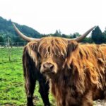 Edinburgh Private Tour - In-Depth Breakdown of the Itinerary