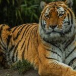 Eindhoven Zoo Entry Ticket - A Closer Look at Eindhoven Zoo