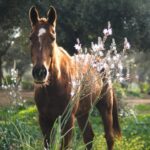 El Palmar: Reconecta gracias al Coaching con Caballos - The Logistics and Practical Details