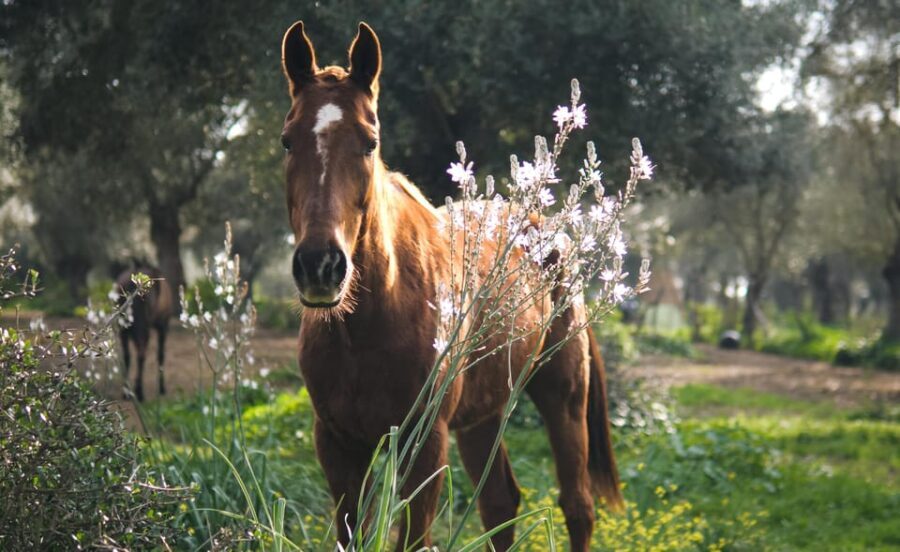 El Palmar: Reconecta gracias al Coaching con Caballos - The Logistics and Practical Details