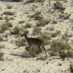 El Rocío: Doñana National Park 4x4 Guided Tour - An Up-Close Look at the Experience