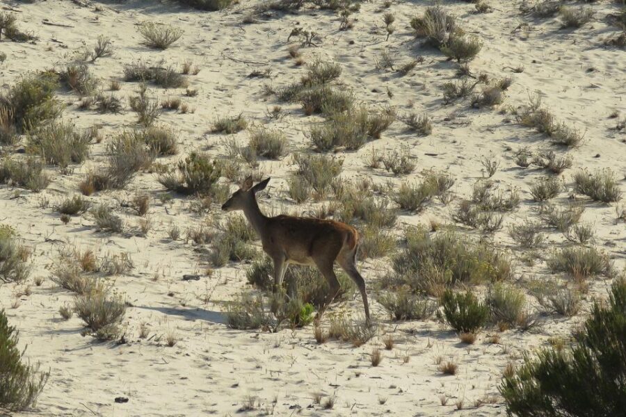 El Rocío: Doñana National Park 4x4 Guided Tour - An Up-Close Look at the Experience