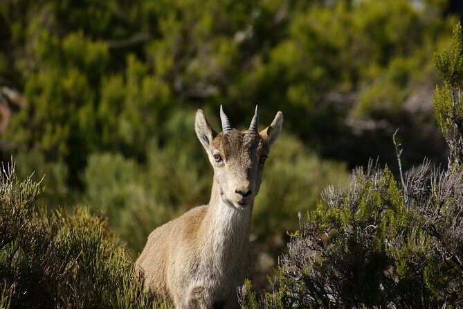 El Saltillo Gorge and White Village Hiking Tour from Malaga - What Makes This Tour Special?