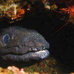 Elba Island: Double Dive with Instructor and Snacks - What to Expect on the Tour