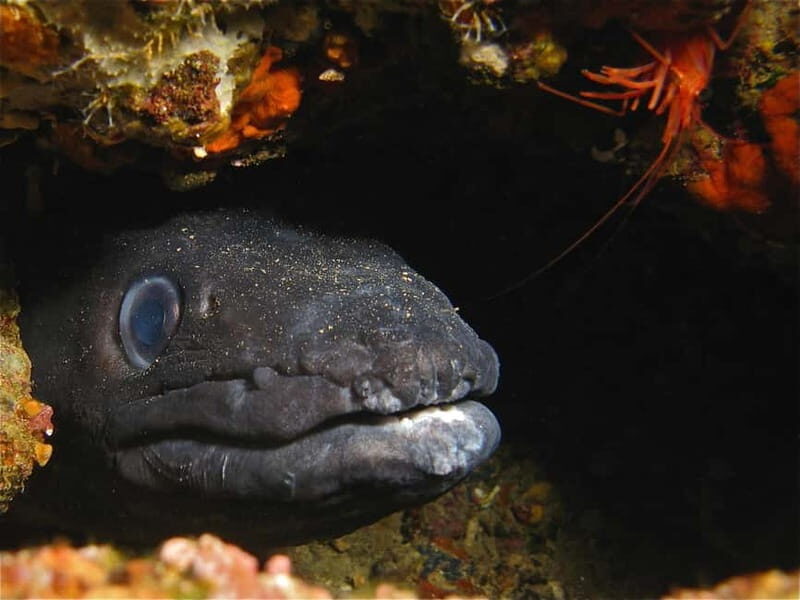 Elba Island: Double Dive with Instructor and Snacks - What to Expect on the Tour