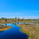 emeri Bogs Adventure: Explore Wetlands In Bog Shoes - A Deep Dive into the Kemeri Bogs Adventure