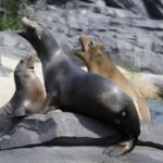Emmen: Wildlands Adventure Zoo and Rimbula River Boat Ride - A Detailed Look at the Experience