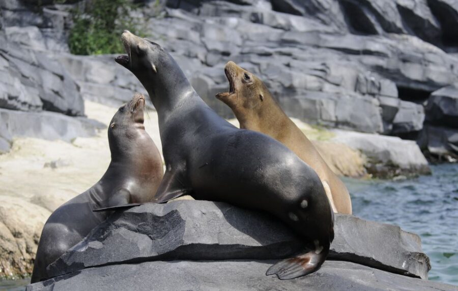 Emmen: Wildlands Adventure Zoo and Rimbula River Boat Ride - A Detailed Look at the Experience