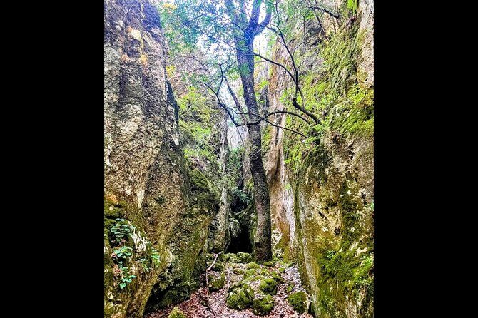 Enchanted Forest Hike and Wine Tasting Private Tour - What Makes This Tour Stand Out