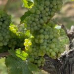 English Speaking Loire Winery Tours pickup from Amboise or Tours - An Inside Look at the Loire Winery Tour Experience