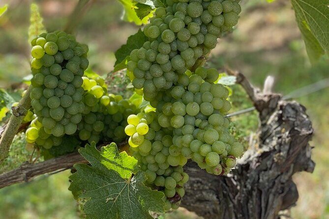 English Speaking Loire Winery Tours pickup from Amboise or Tours - An Inside Look at the Loire Winery Tour Experience