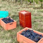 Epicurean Discovery Tour with Wine & Local Specialties - Final Thoughts
