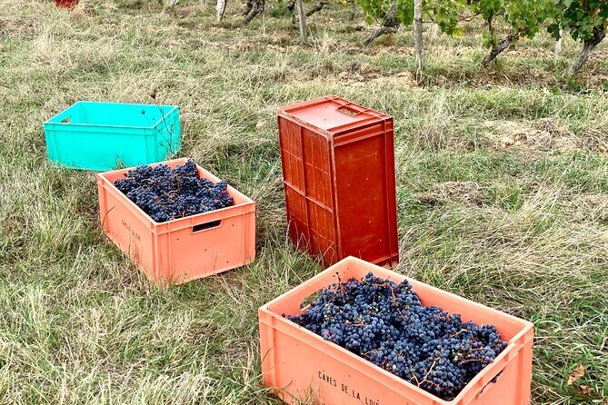 Epicurean Discovery Tour with Wine & Local Specialties - Final Thoughts