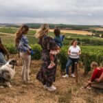 Escapade and tasting in the Chablis vineyards - What makes the vineyard visits meaningful?