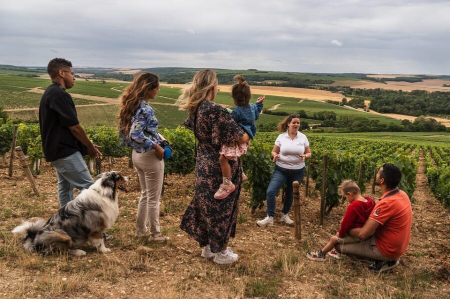 Escapade and tasting in the Chablis vineyards - What makes the vineyard visits meaningful?